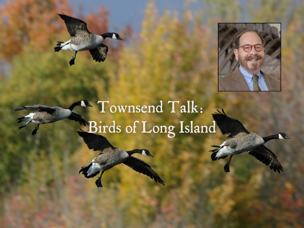 Townsend Talk: Birds of Long Island - Raynham Hall Museum
